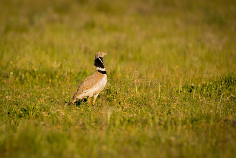 Beautiful Wild Bird in the Meadow. Stock Photo - Image of mating, grass ...