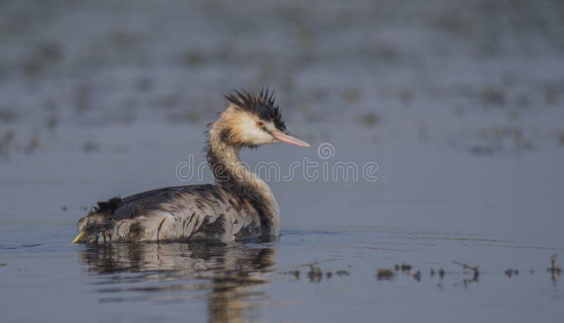 A Wild Bird Moving Alone in the Lake at Morning Light . Stock Photo ...