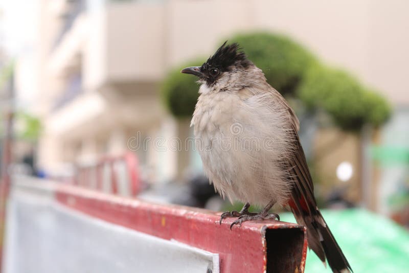 Beautiful wild bird stock photo. Image of beak, grey - 39029578