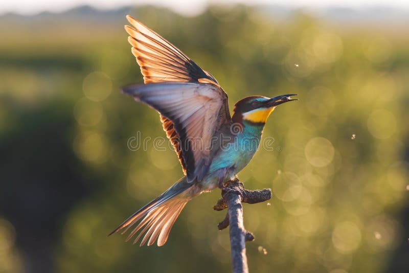 Beautiful Wild Bird at Sunset Opened Its Wings Stock Image - Image of ...