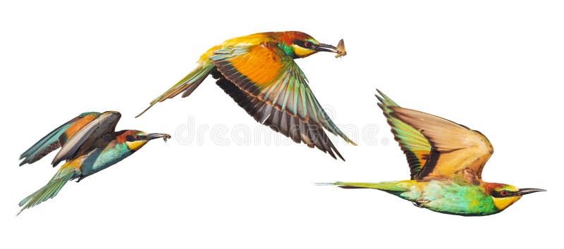Beautiful Wild Birds in Flight, Isolated on White Stock Image - Image ...