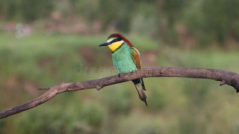 Beautiful Wild Birds Frolic on the Branches Stock Video - Video of ...