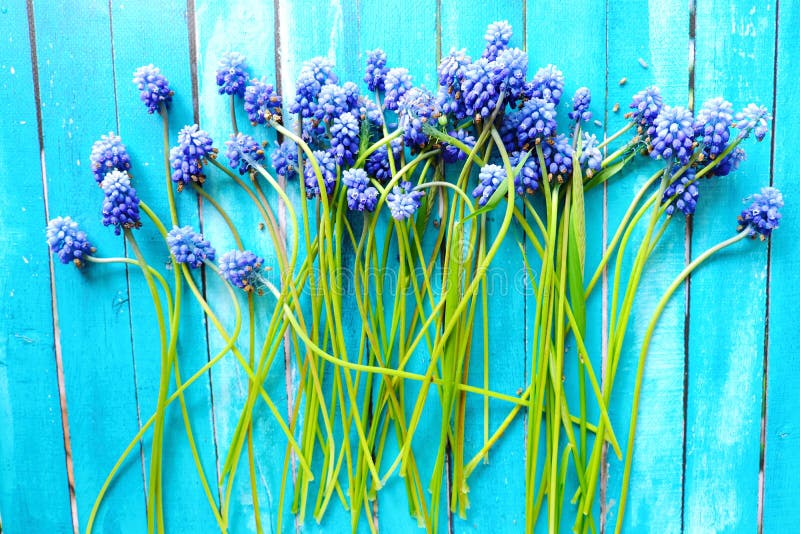 Beautiful Wild Blue Flowers on a Wooden Background Stock Photo - Image ...