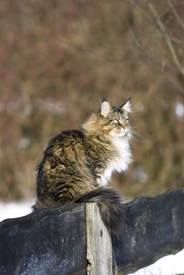 Beautiful wild cat stock photo. Image of fence, whiskers - 13118246