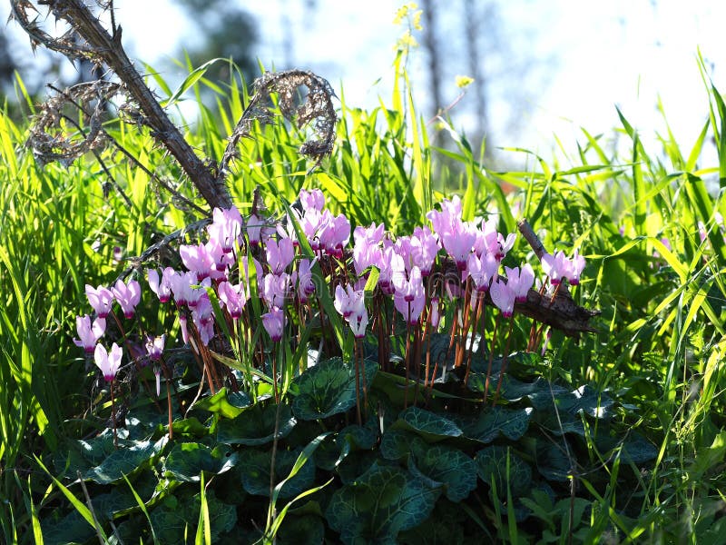 Israeli Cyclamen . stock image. Image of cyclamen, flowers - 210336759