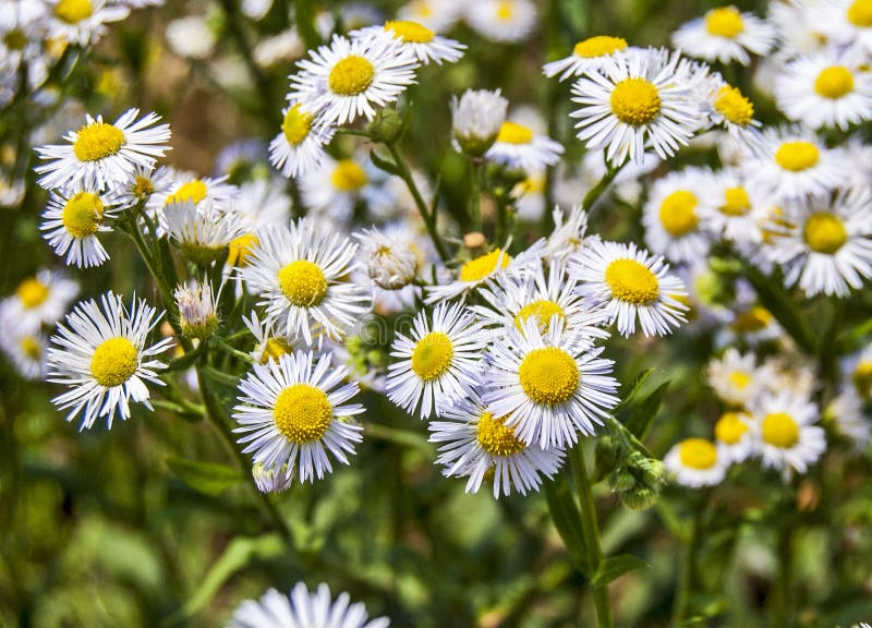 Beautiful wild daisy stock photo. Image of field, shiny - 68117084