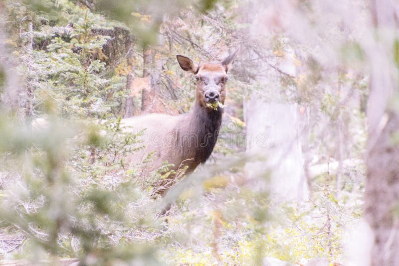Beautiful Wild Deer in the Wild Looking at the Camera from Afar Stock ...