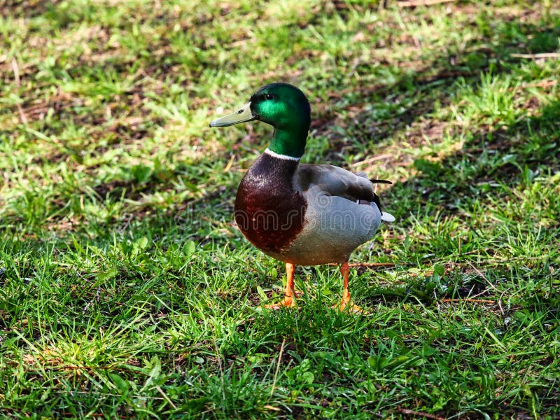 A Beautiful Wild Drake Stands on the Grass Stock Image - Image of ...