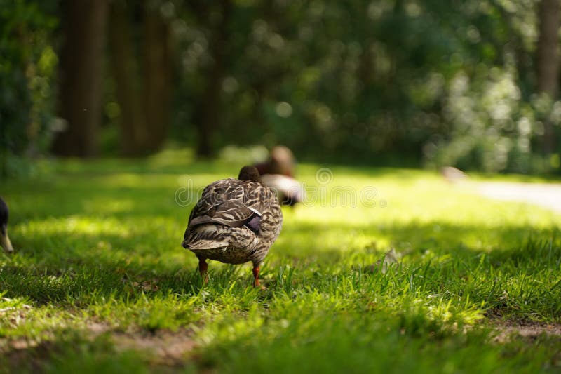 Beautiful Wild Duck Walking on the Mowed Lawn Stock Photo - Image of ...