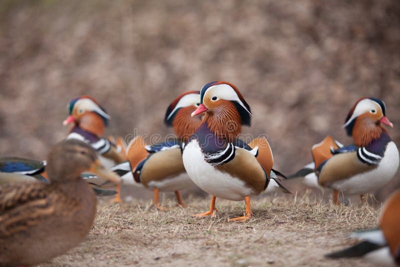 Beautiful wild ducks stock image. Image of floats, river - 195589365