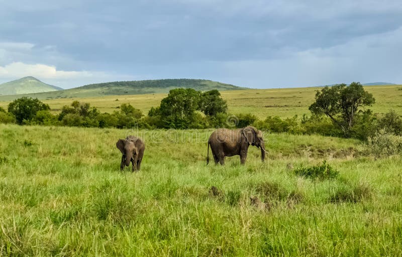 Beautiful Wild Elephants in the Savannah of Africa Stock Image - Image ...