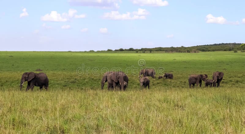 Beautiful Wild Elephants in the Savannah of Africa Stock Photo - Image ...