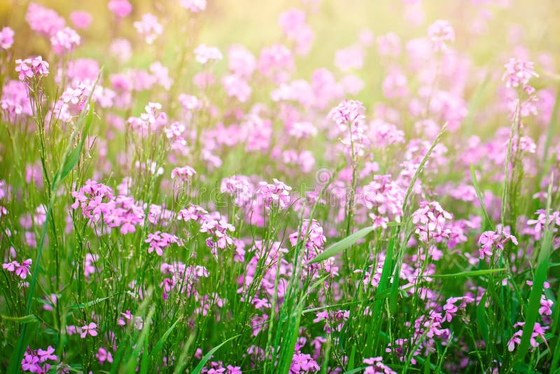 Beautiful Wild Flowers in the Green Grass. Stock Photo - Image of ...