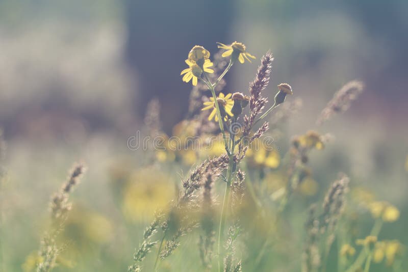 Beautiful Wild Flowers Growing in Spring Meadow Stock Photo - Image of ...