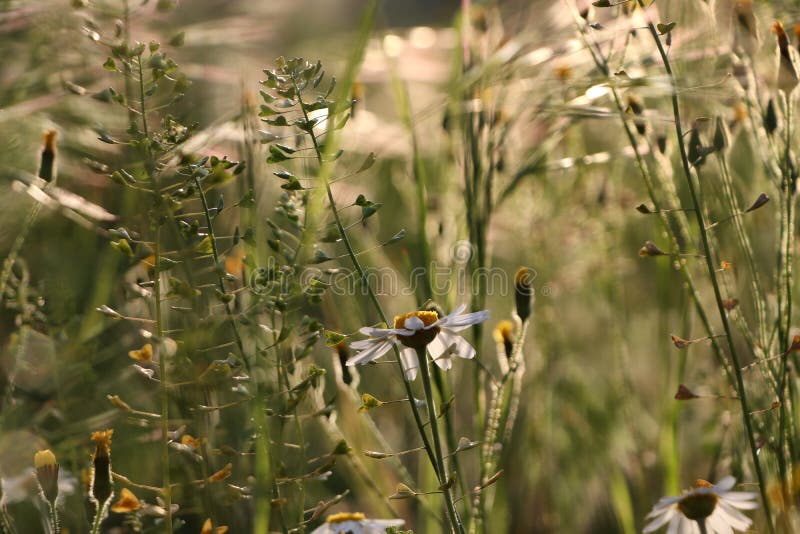 Beautiful Wild Flowers Growing in Spring Meadow Stock Photo - Image of ...