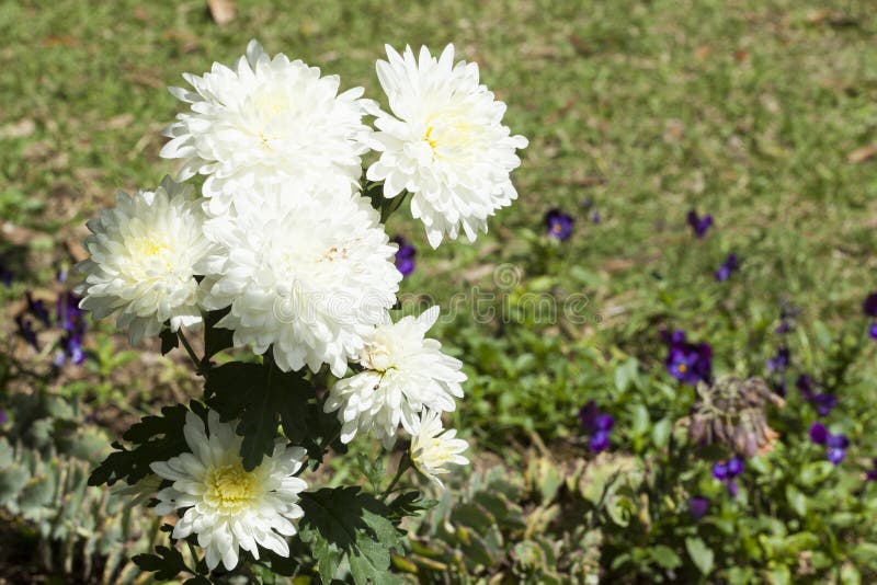 Beautiful Wild Flowers in a Natural Environment Stock Photo - Image of ...