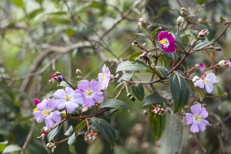 Beautiful Wild Flowers in a Natural Environment Stock Photo - Image of ...