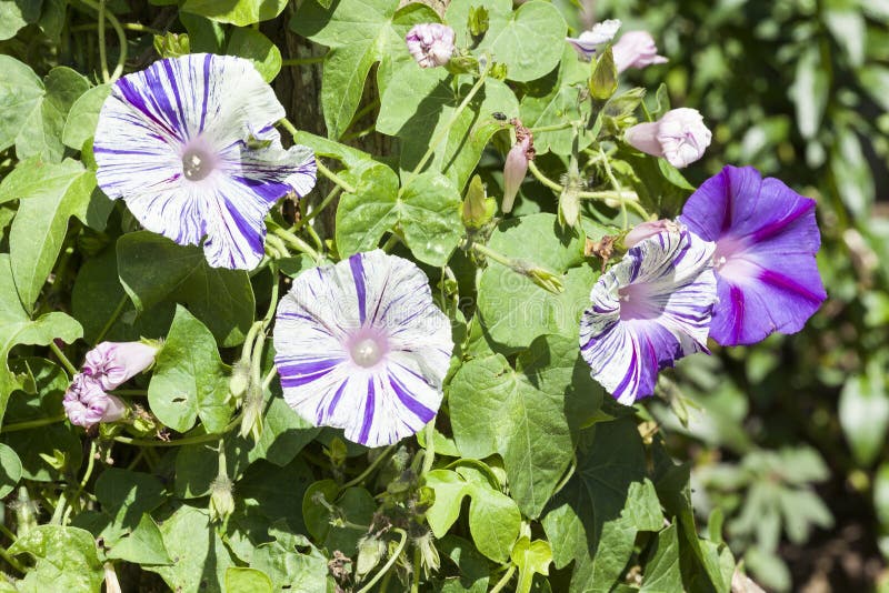 Beautiful Wild Flowers in a Natural Environment Stock Image - Image of ...