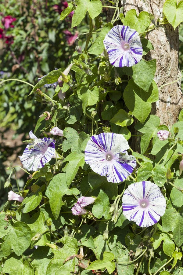 Beautiful Wild Flowers in a Natural Environment Stock Photo - Image of ...