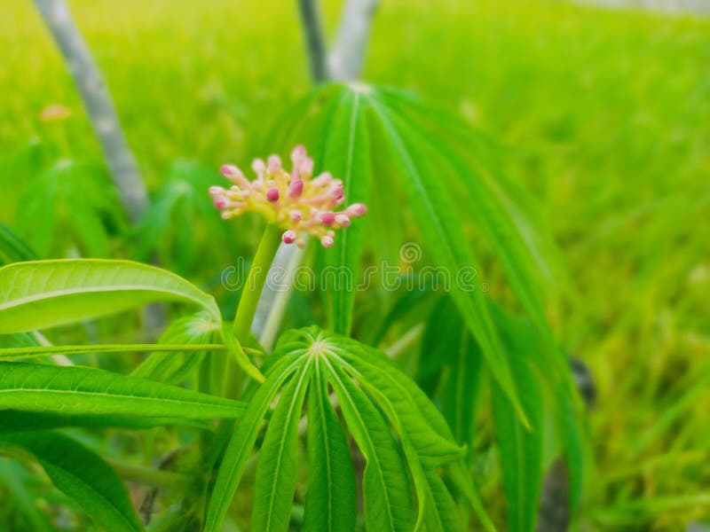 Flower stock photo. Image of lawn, nature, shrub, yellow - 270623300