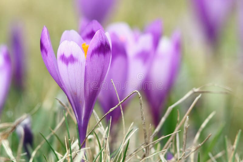Beautiful Wild Flowers of Spring Stock Photo - Image of beautiful ...