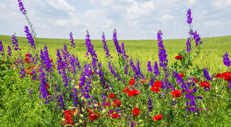 Beautiful wild flowers stock image. Image of blossom - 72365995