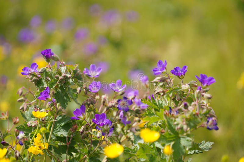 Beautiful Flowers in Summer ,Iceland. Stock Photo - Image of spring ...
