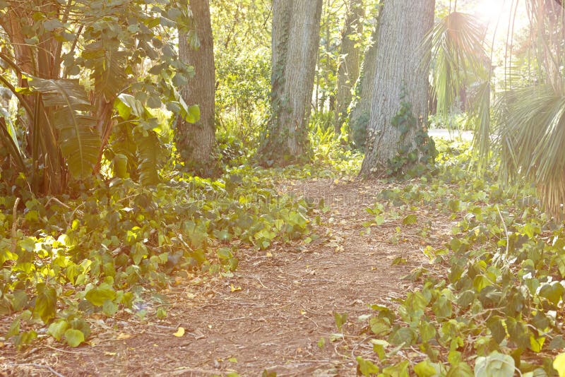 Beautiful wild forest stock photo. Image of nature, morning - 92067896