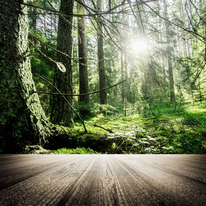 Beautiful wild forest stock image. Image of beautiful - 141796219