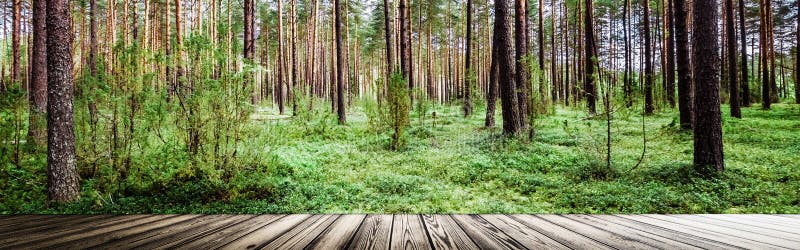 Beautiful wild forest stock image. Image of green, evening - 146750015