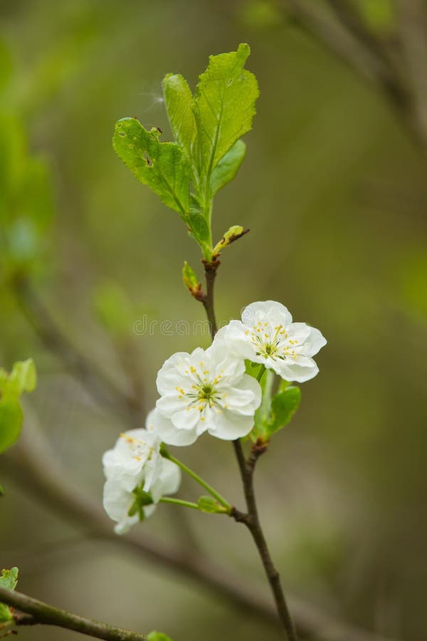 Beautiful Wild Fruit Tree Blossoms on a Natural Background. Stock Photo ...