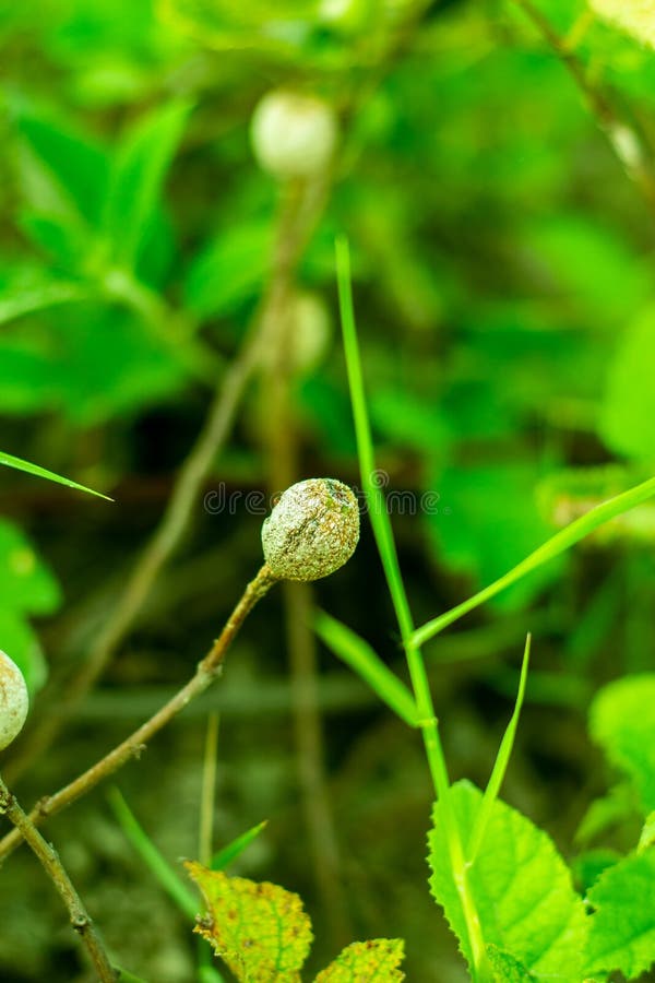 A Beautiful Wild Grass Fruit that Look Like a Betel Nut Stock Image ...