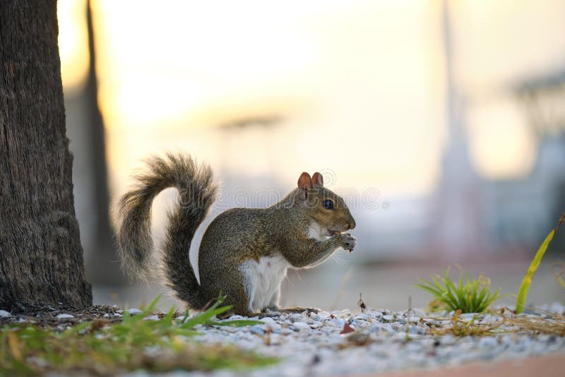 Beautiful Wild Gray Squirrel in Summer Town Park Stock Photo - Image of ...