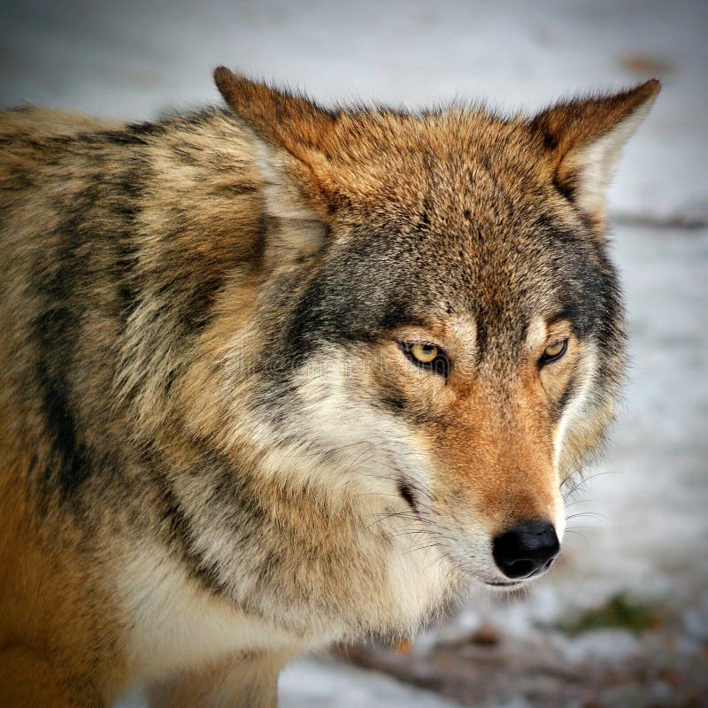 Beautiful Wild Gray Wolf in Winter Stock Image - Image of head, danger ...