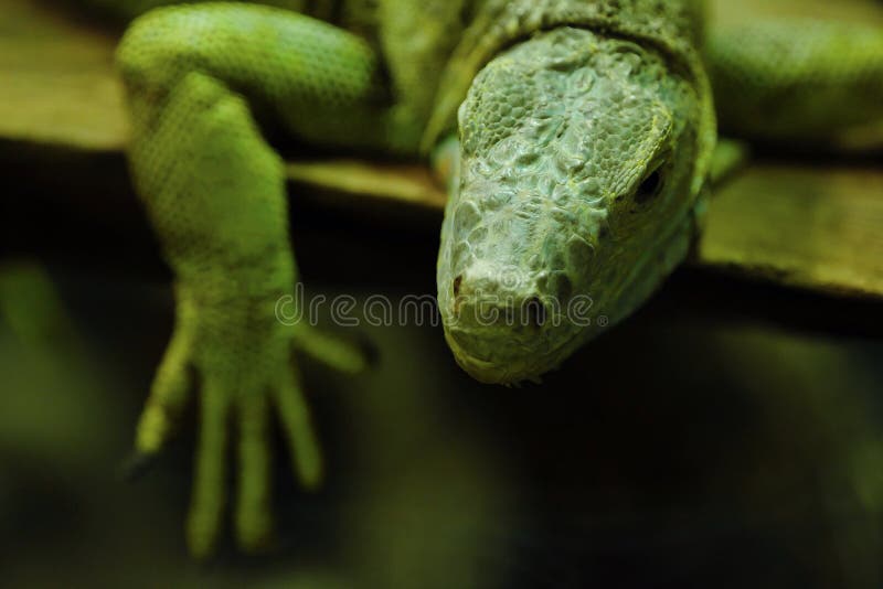 Beautiful Wild Green Lizard on the Tree Stock Image - Image of lizard ...
