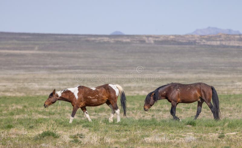 Beautiful Wild Horses in Spring in the Utah Desert Stock Photo - Image ...