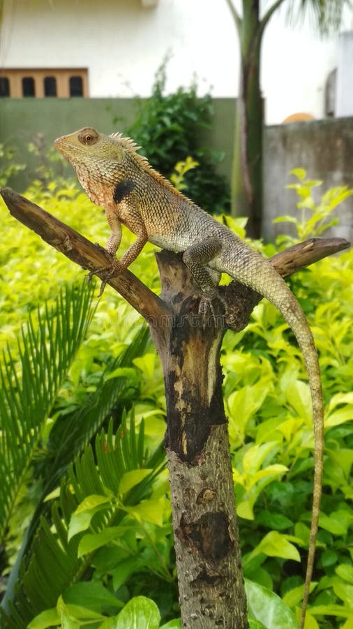 An Beautiful Wild Indian Garden Lizard Stock Photo - Image of wild ...