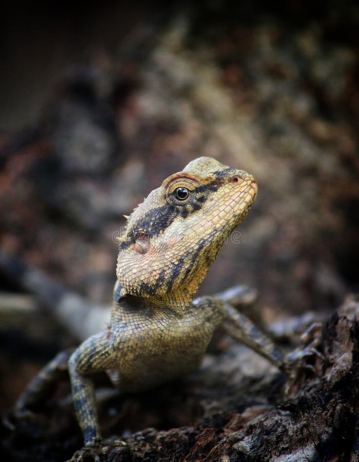 Beautiful Wild Lizard on Tree Close Up from Different Angle View HD ...