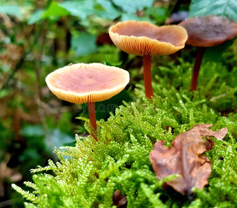 Beautiful Wild Mushrooms Outdoors in the Forest Growing in a Mossy ...