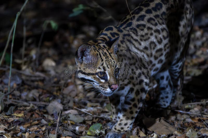 Beautiful Wild Ocelot (Leopardus Pardalis) in a Brazil Forest at Night ...