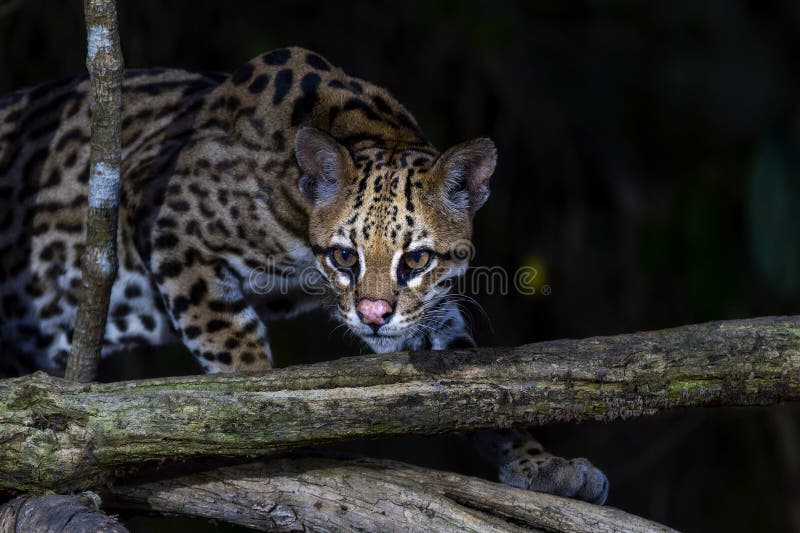 Beautiful Wild Ocelot (Leopardus Pardalis) in a Brazil Forest at Night ...