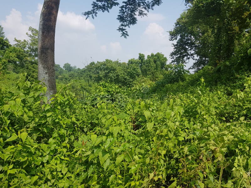 Beautiful wild stock image. Image of perfect, jungle - 133682197