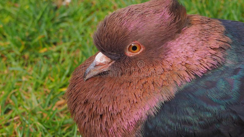 Pigeon Head Stock Images - Download 5,142 Royalty Free Photos
