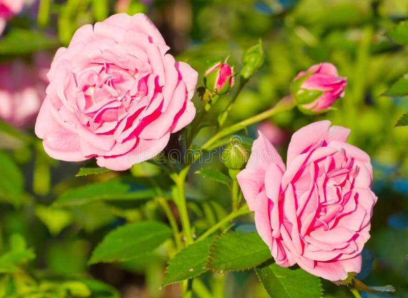 Beautiful wild pink roses stock photo. Image of beauty - 20411690