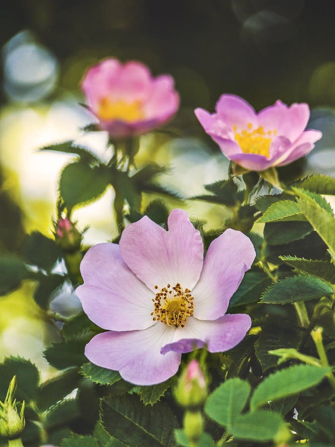 Beautiful Wild Pink-white Flowers Stock Image - Image of desire ...