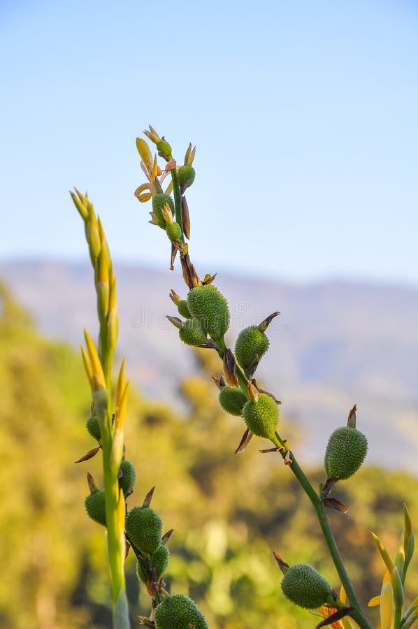 Beautiful Wild Plant at the Mountain Side Stock Photo - Image of ...
