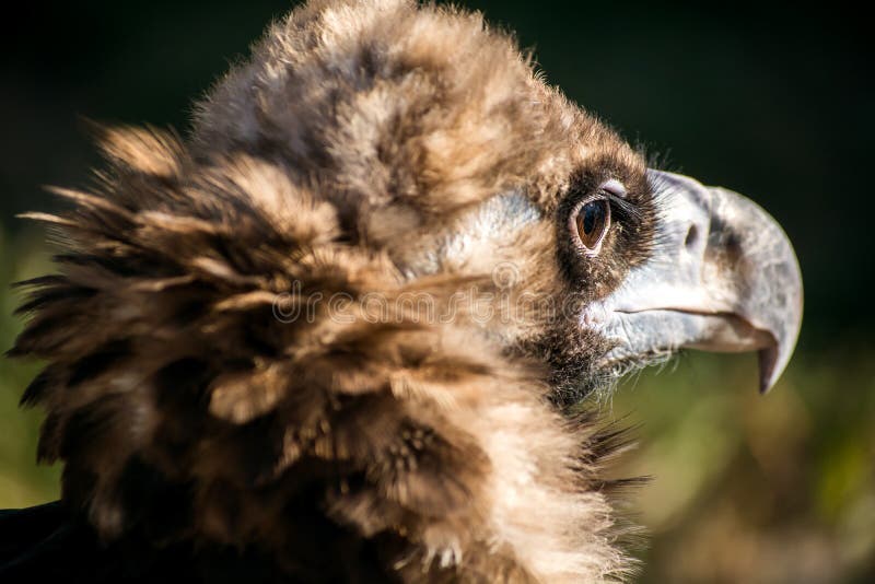 Beautiful Wild Proud Eagle Close-up, Rear View, Side View Profile ...