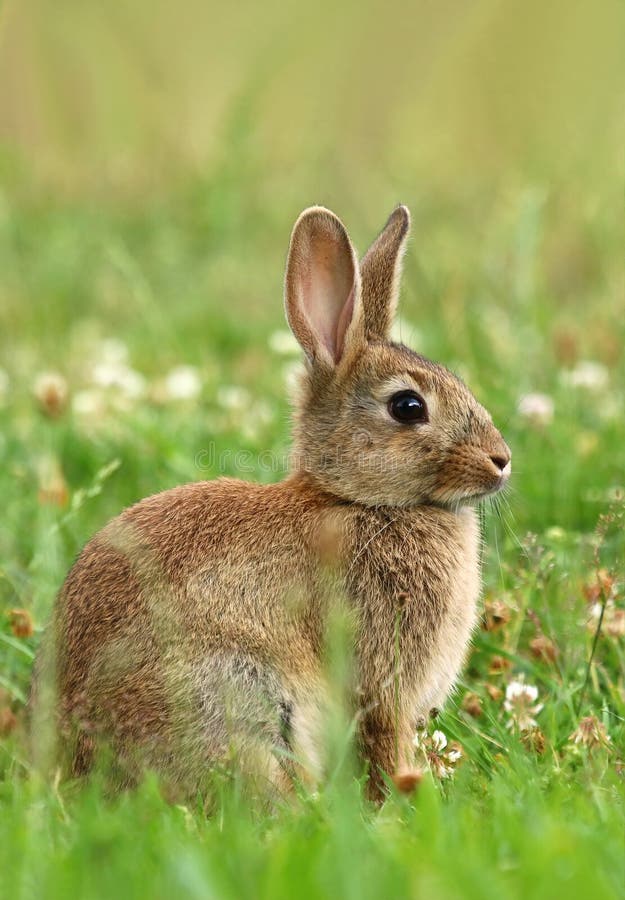 Wild rabbit stock image. Image of mammal, hirsute, rabbit - 20390369