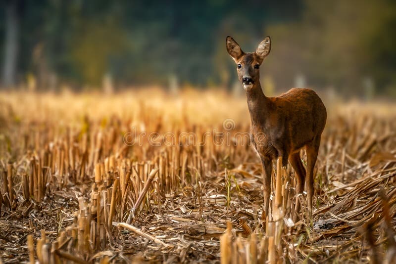 Beautiful Wild Rode Deer Portrait in Corn Field Stock Image - Image of ...