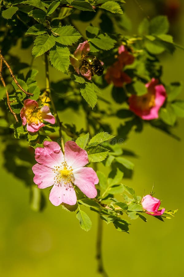 Beautiful Wild Rose Bush Blooming in a Meadow Stock Image - Image of ...